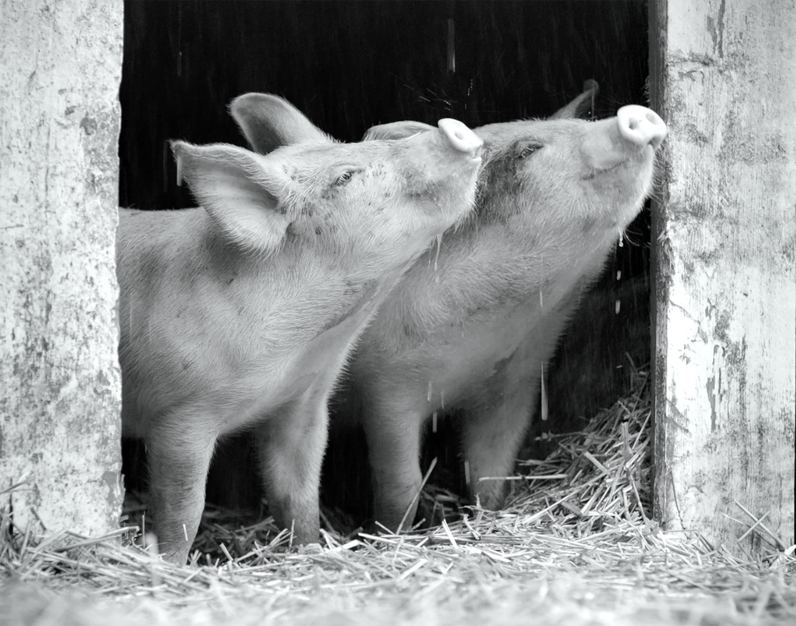 Gunda: An intimate look at life on the farm | Broadway